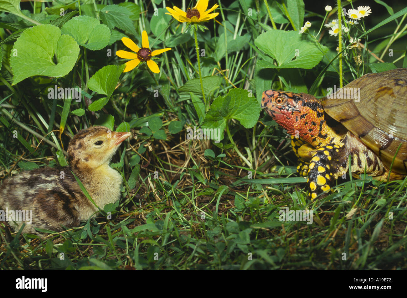 Turkey Poults High Resolution Stock Photography and Images - Alamy