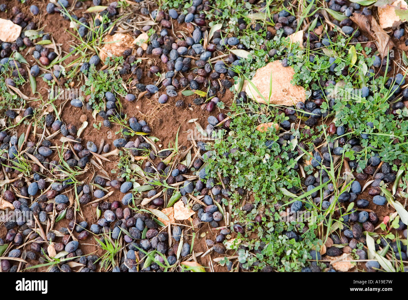 Olives on the ground during harvest time Stock Photo - Alamy