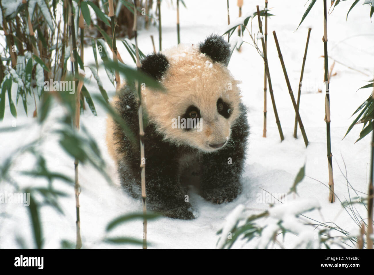 Giant Panda baby on snow Wolong Nature Reserve Sichuan Province China ...