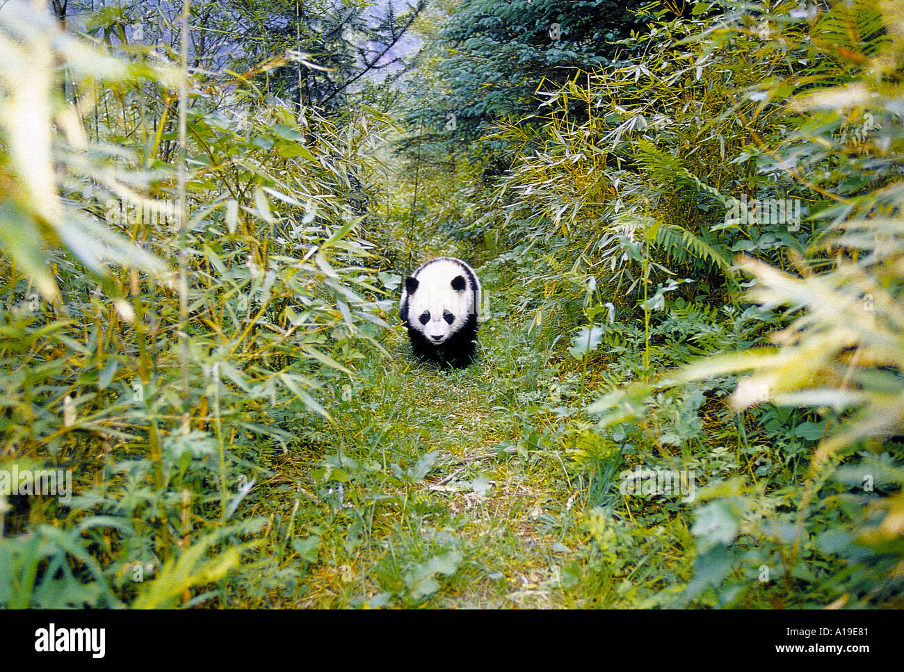 Giant Panda walking on a path Wolong Nature Reserve Sichuan Province ...