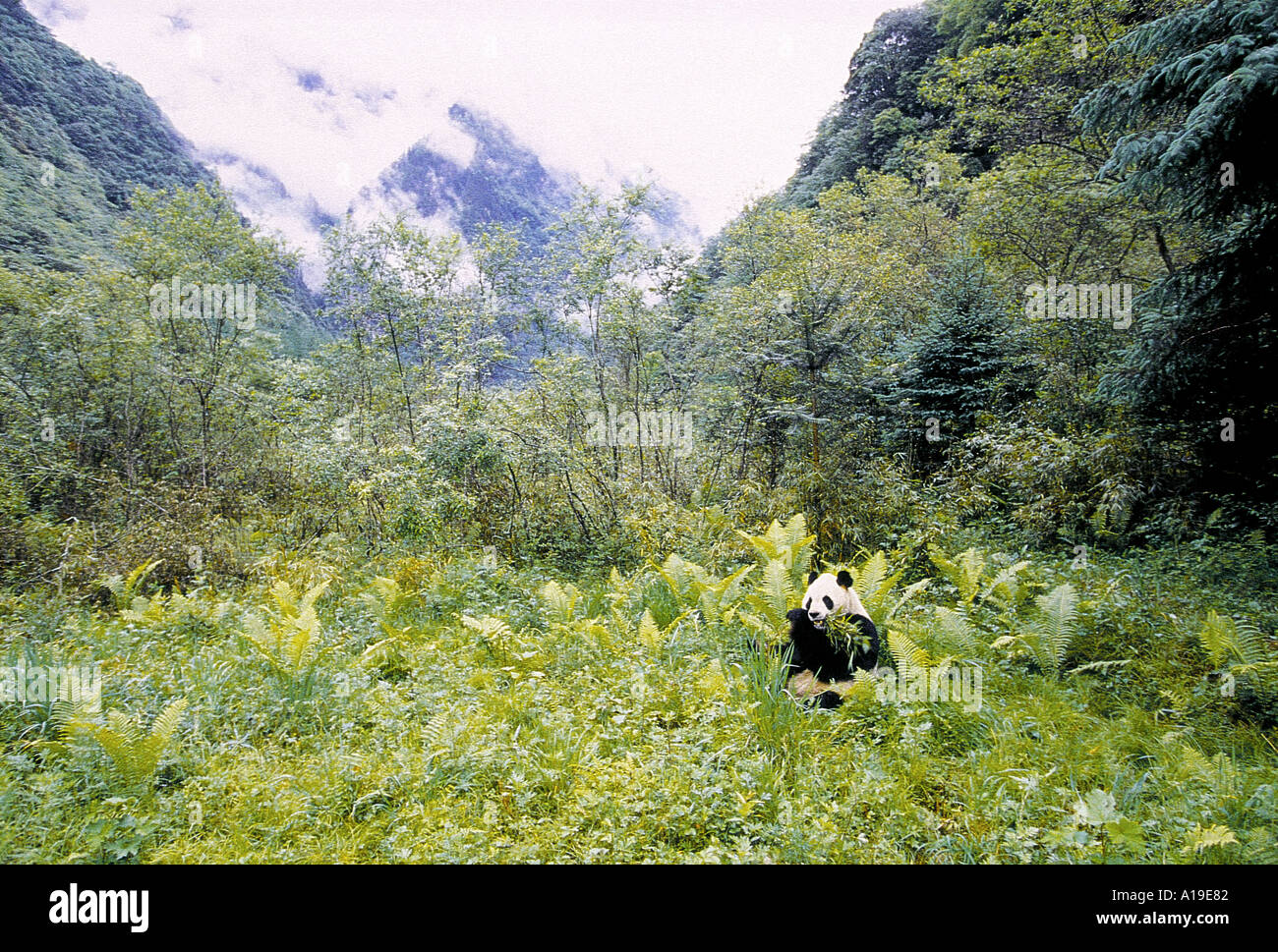 Giant Panda eating bamboo Wolong Valley at background Wolong Nature ...