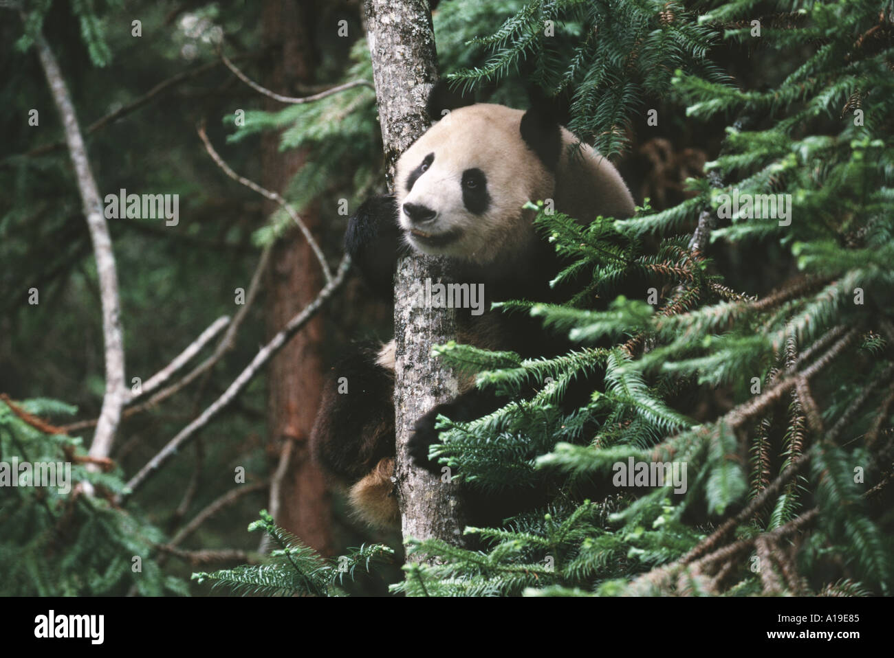 Giant panda looking from behind a tree Wolong Nature Reserve Sichuan ...