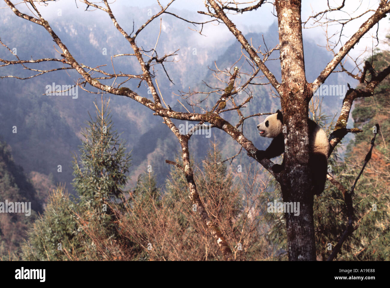 Giant Panda on tree Wolong Nature Reserve Sichuan Province China Stock ...