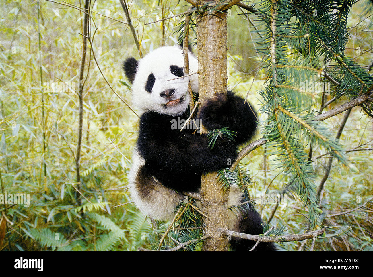 Giant Panda cub climbing the tree Wolong Nature Reserve Sichuan ...