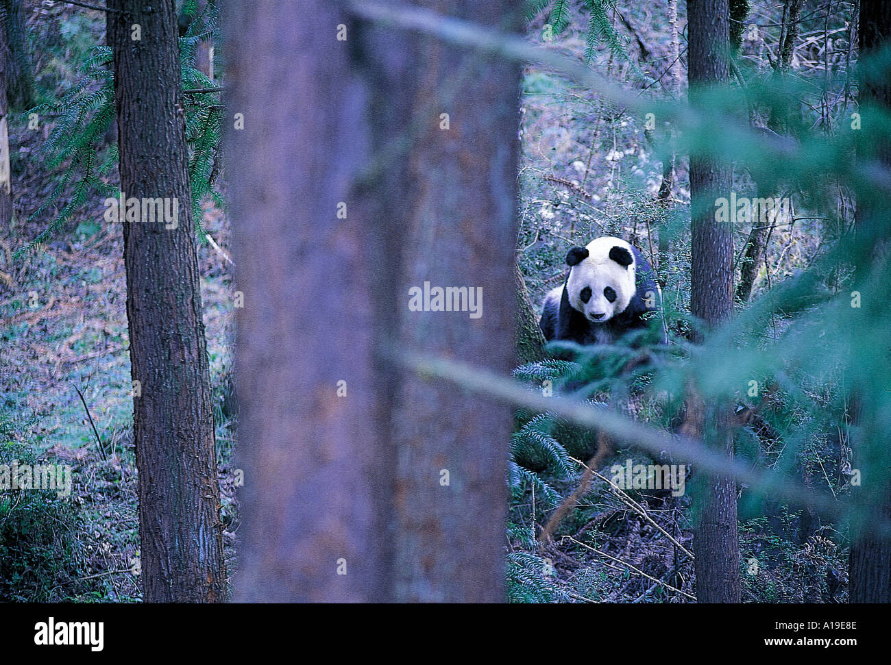 Giant Panda in the forest Wolong Nature Reserve Sichuan Province China ...