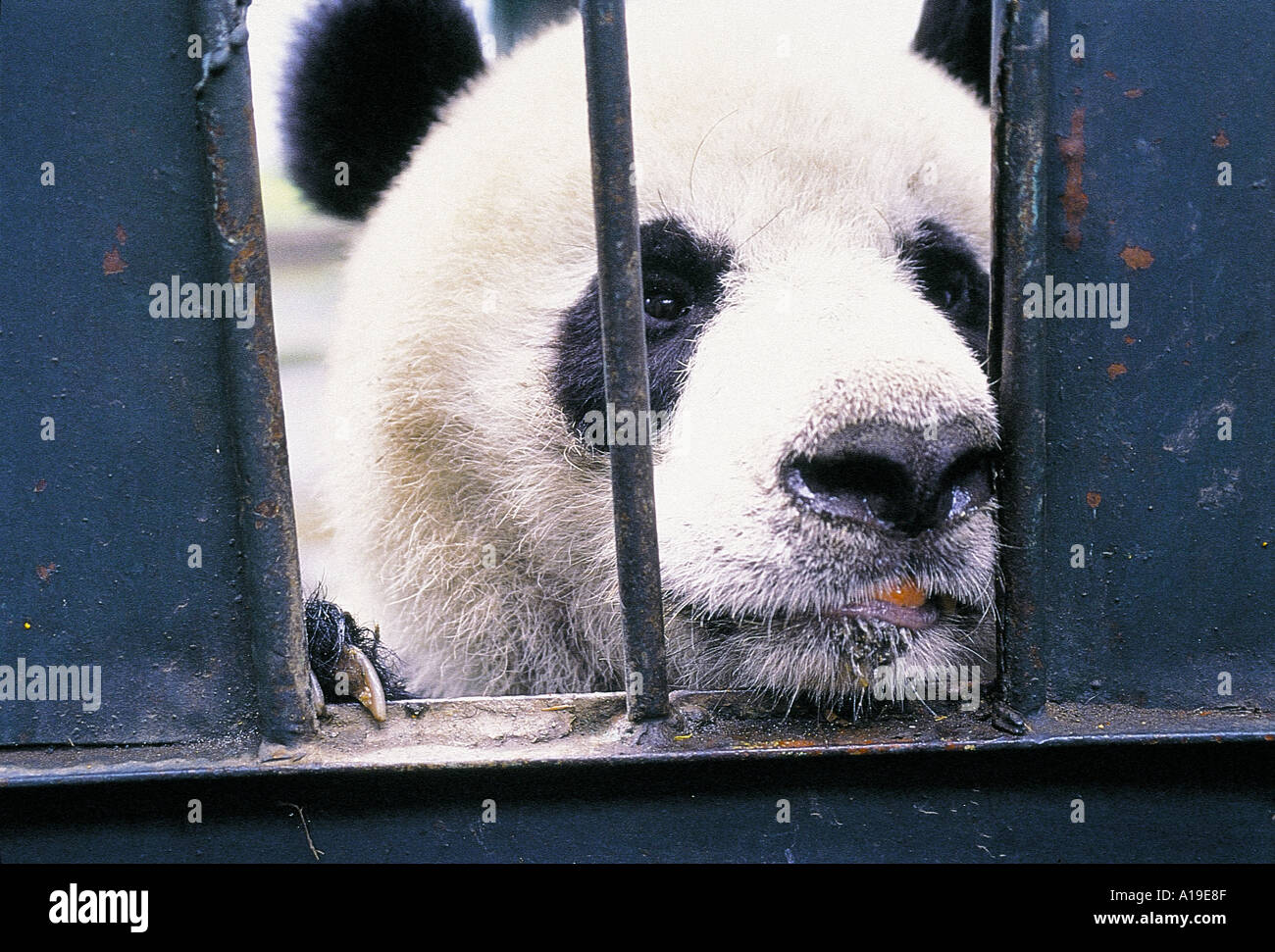 Giant Panda behind bars Wolong Nature Reserve Sichuan Province China ...