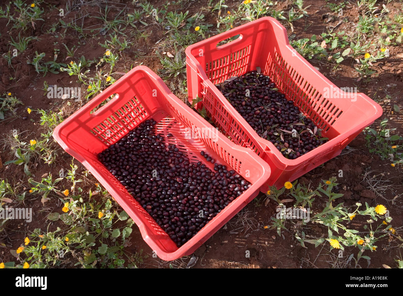 Olives in crates at harvest time Stock Photo - Alamy