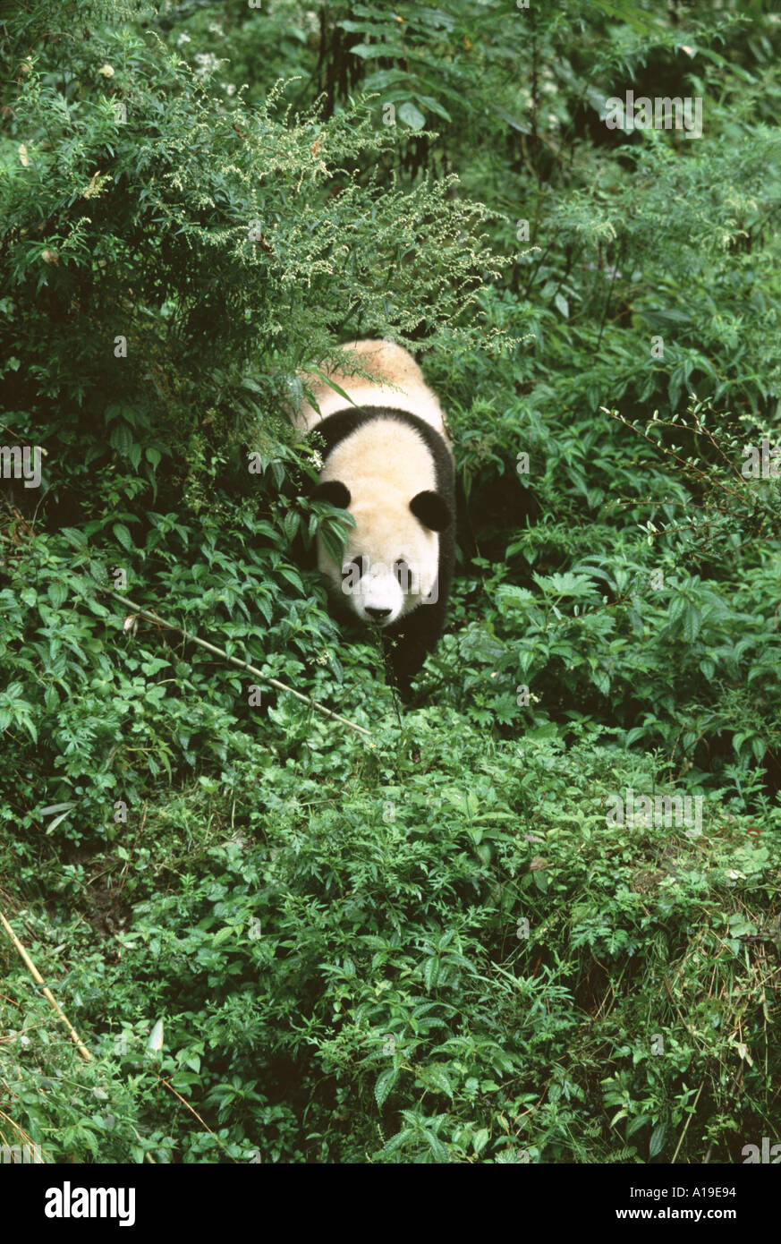 Giant Panda foraging in the bush Wolong Nature Reserve Sichuan Province ...