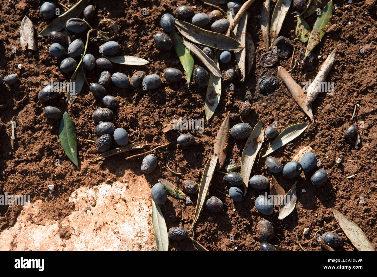 Olives on the ground during harvest time Stock Photo - Alamy