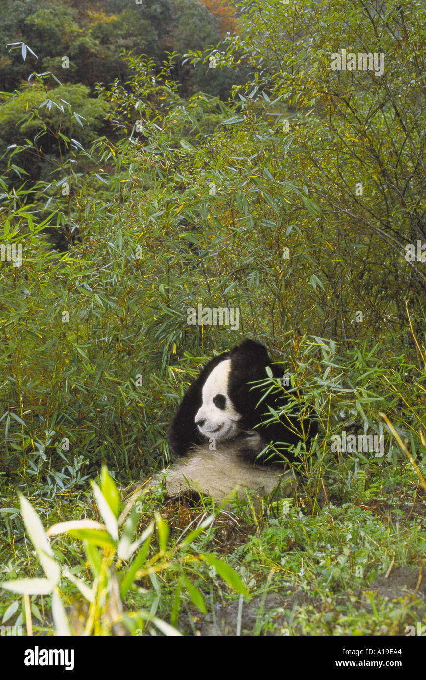 Bamboo bushes hi-res stock photography and images - Alamy