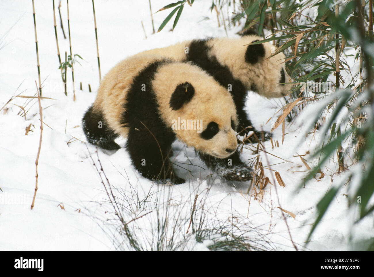 Two giant pandas walking hi-res stock photography and images - Alamy