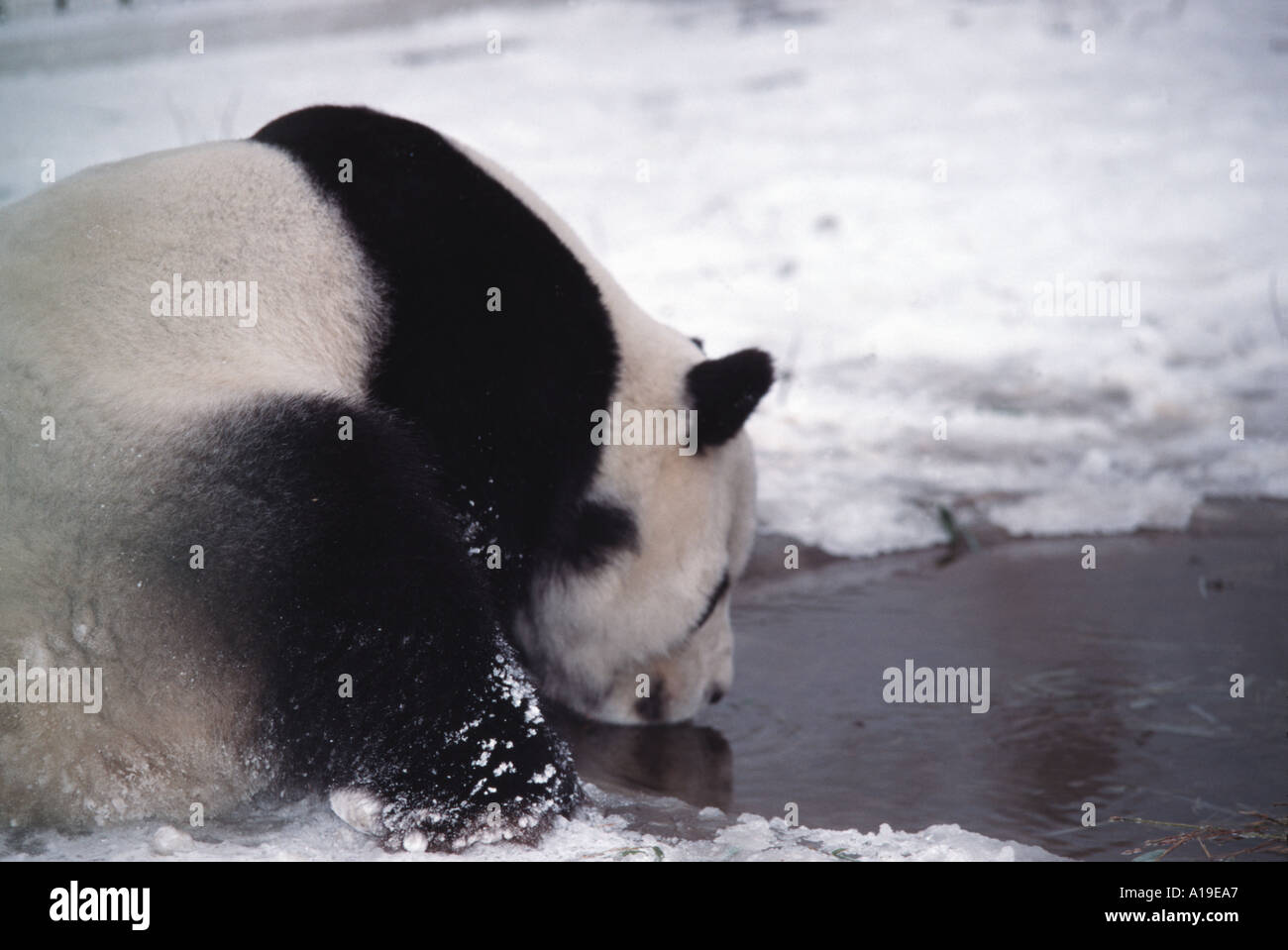 Giant Panda drinking water from a pond Wolong Nature Reserve Sichuan ...