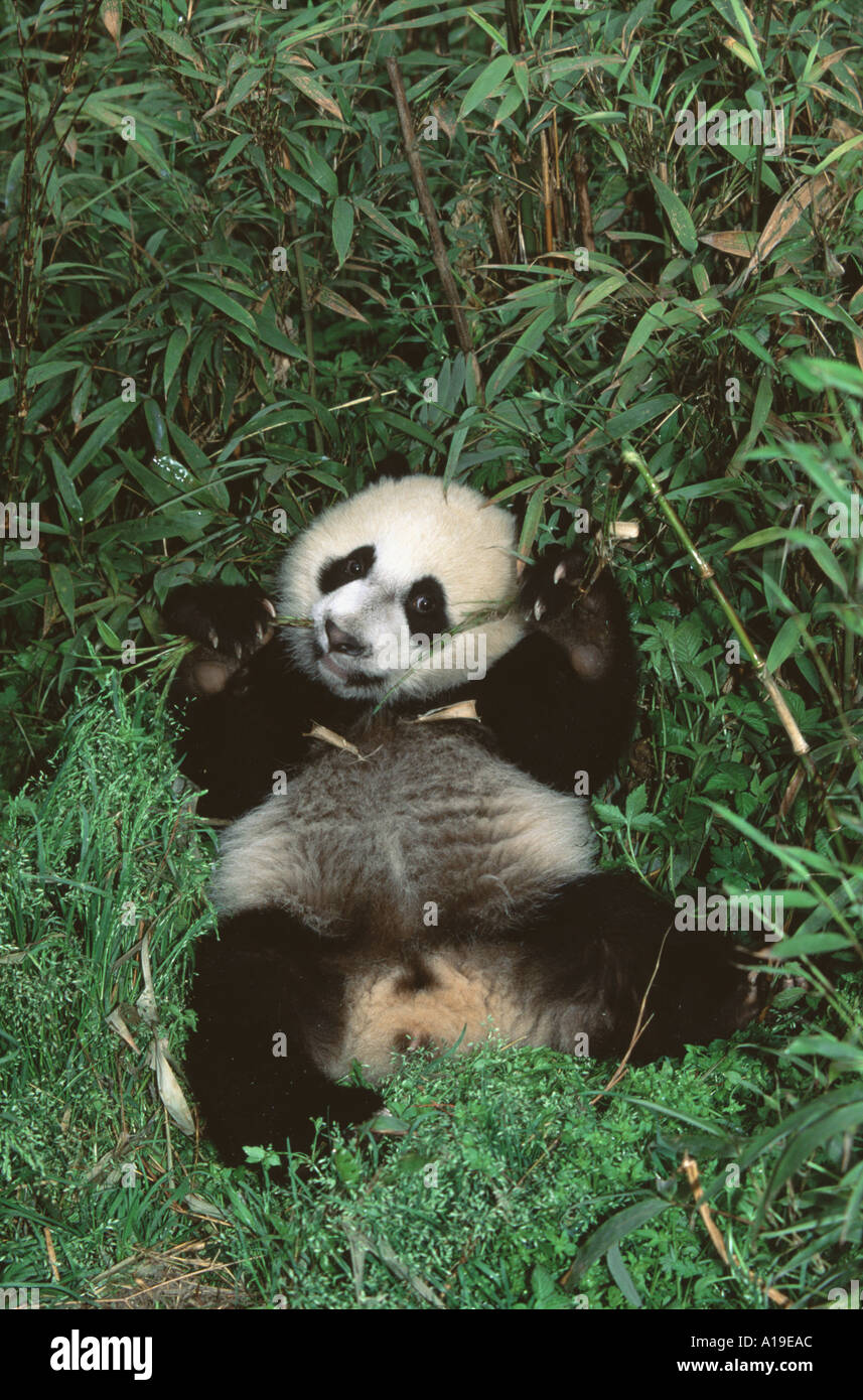 Giant Panda cub eating bamboo in the bush Wolong Nature Reserve Sichuan ...