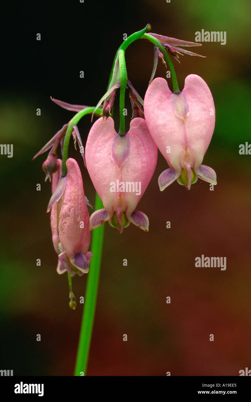 Bleeding Heart Oregon Cascades Stock Photo - Alamy