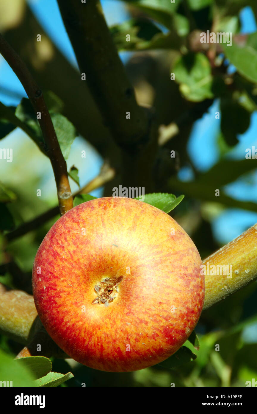 Summer fruit lebanon hi-res stock photography and images - Alamy