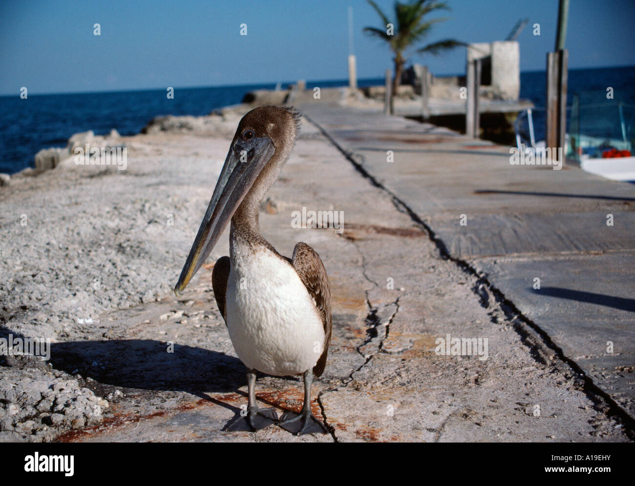 Key west fl and bird hi-res stock photography and images - Alamy