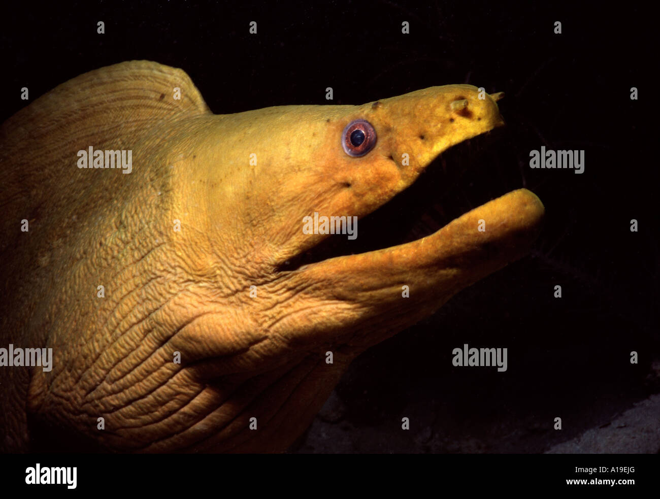 Green moral eel hi-res stock photography and images - Alamy