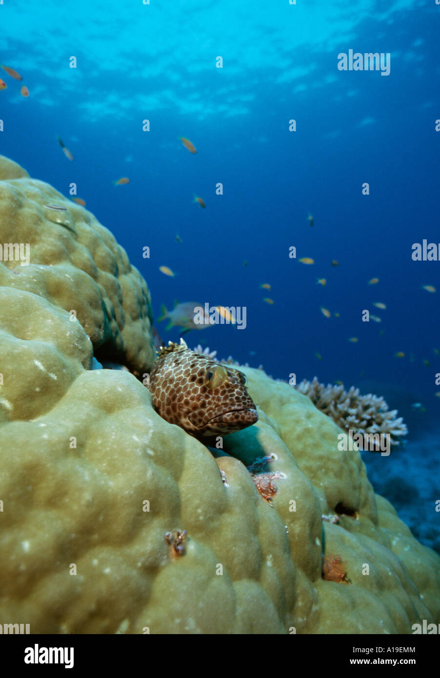 Grouper fish seychelles hi-res stock photography and images - Alamy