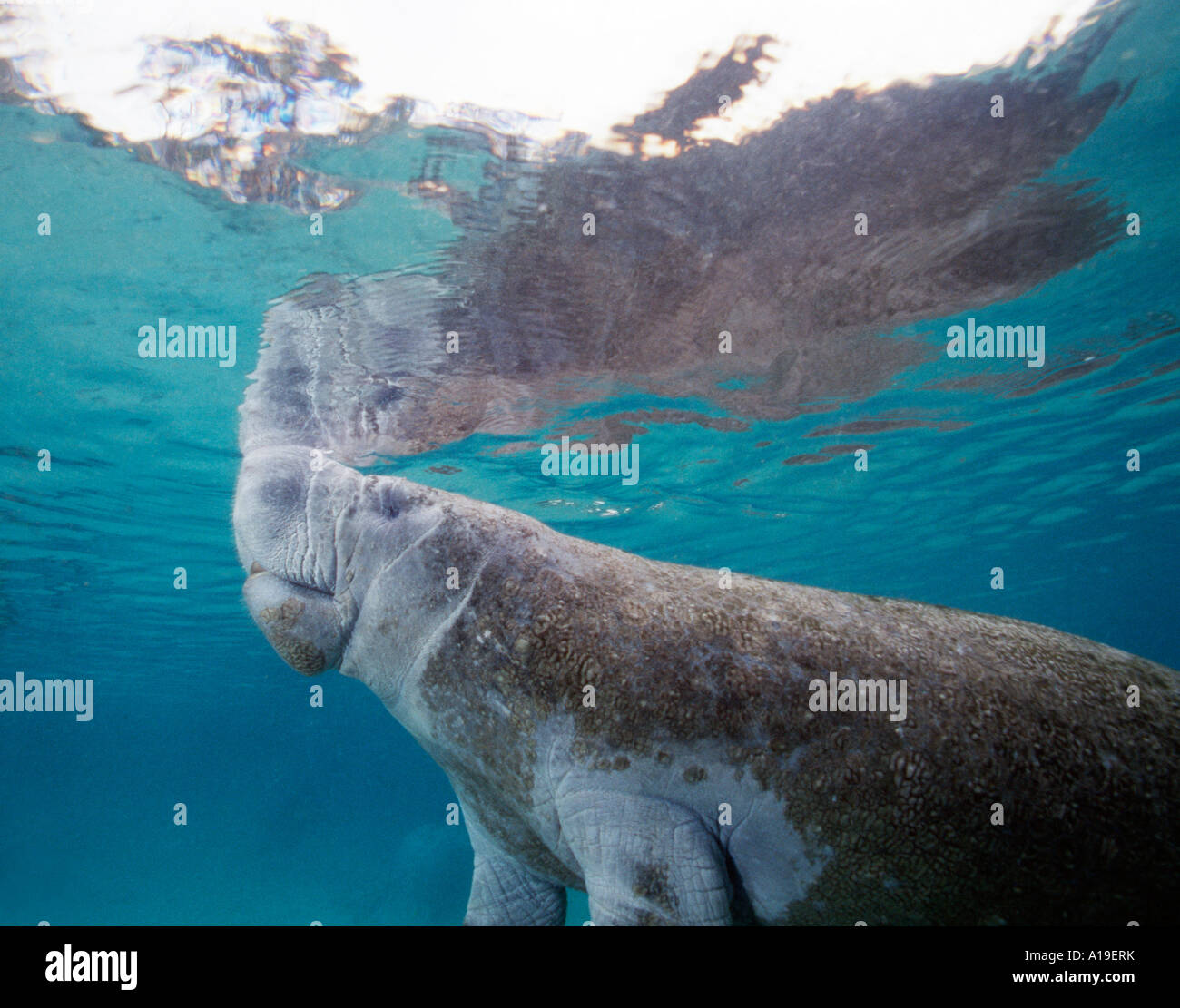 Manatee reflection hi-res stock photography and images - Alamy