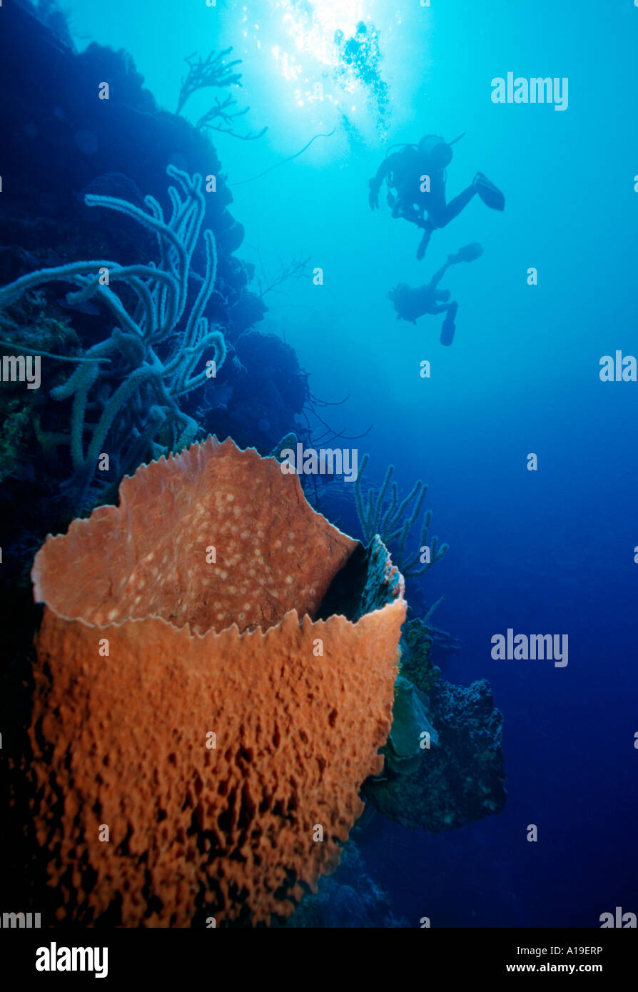 Turks Caicos underwater Amphitheater divesite barrel sponge on wall at ...