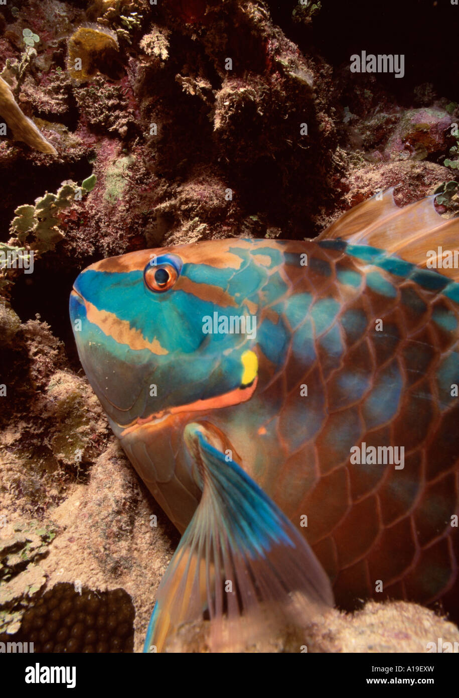 Parrotfish at night on Jackson Reef divesite Little Cayman Cayman ...