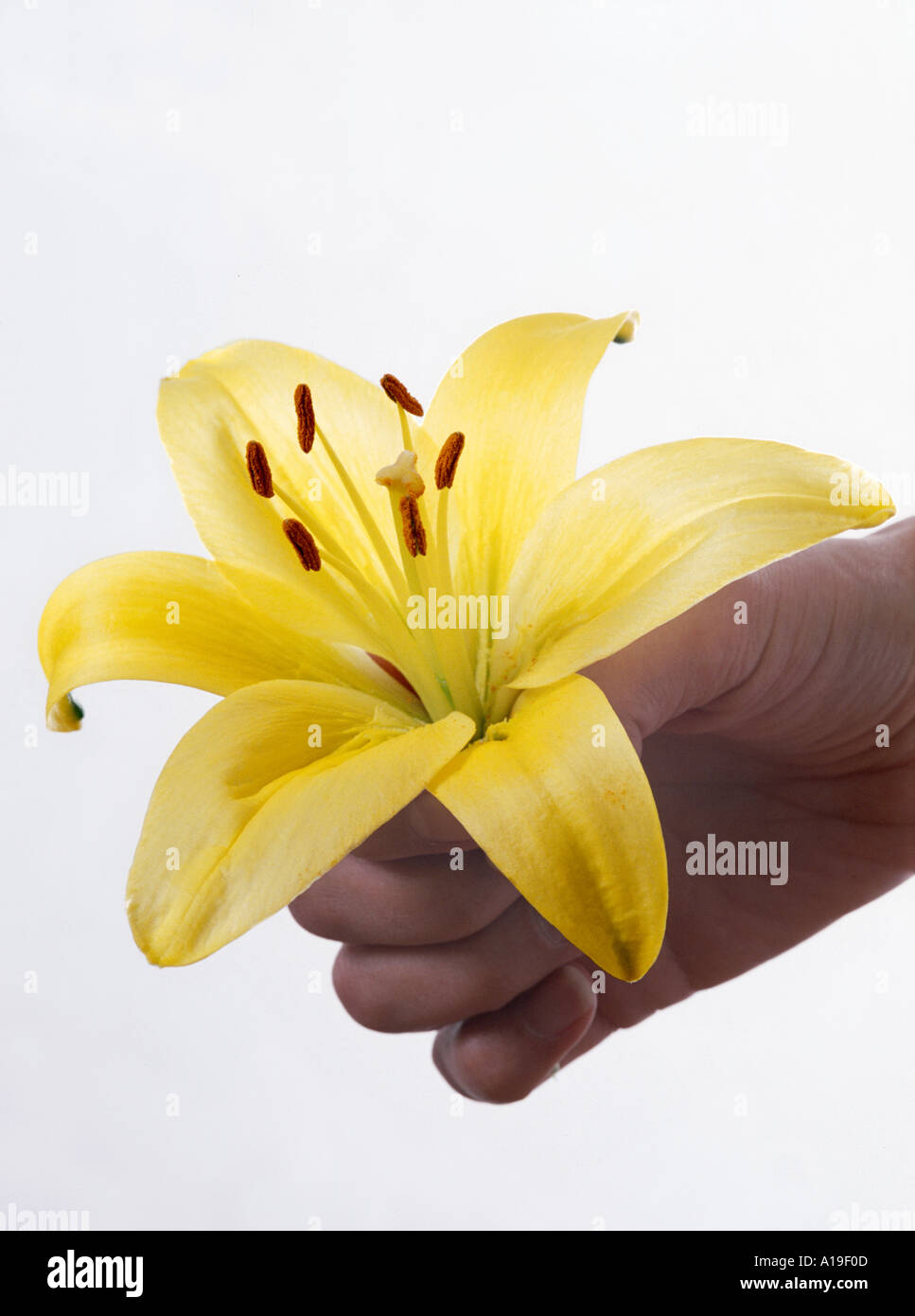 hand holding an yellow lily Stock Photo - Alamy
