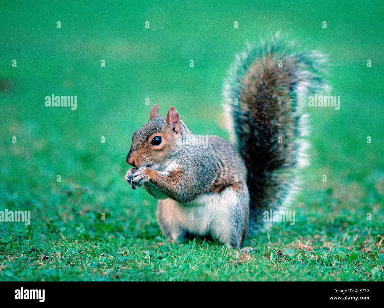 Sciurius hi-res stock photography and images - Alamy