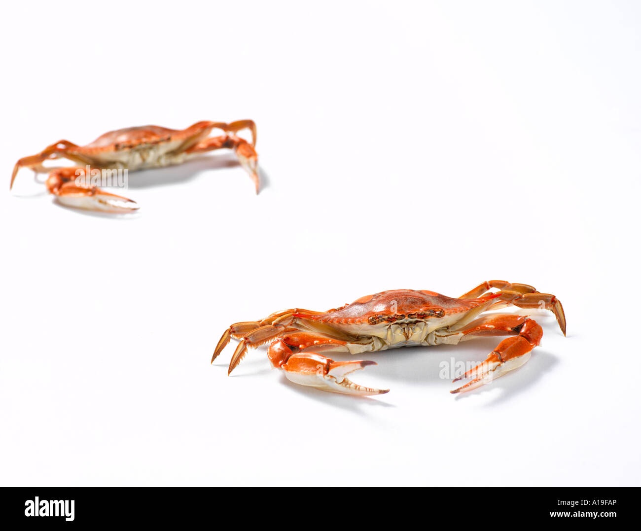 Two steamed crabs on white background Stock Photo - Alamy