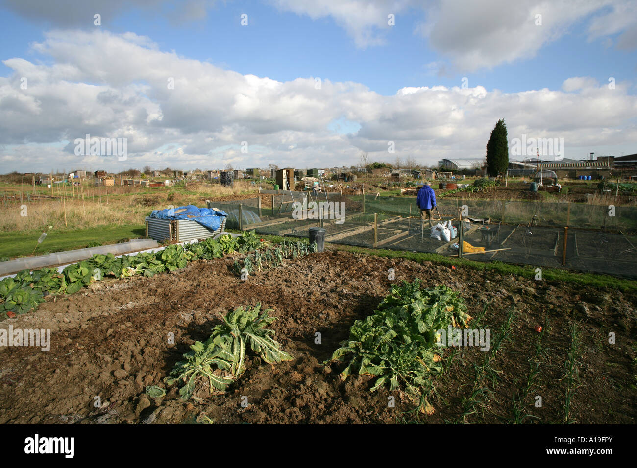 Allotments in need of care during the winter season, Southend, Essex ...