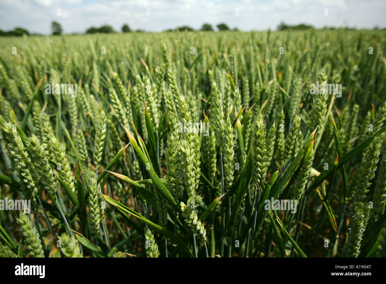 Wheat field, Essex, England, UK Stock Photo - Alamy
