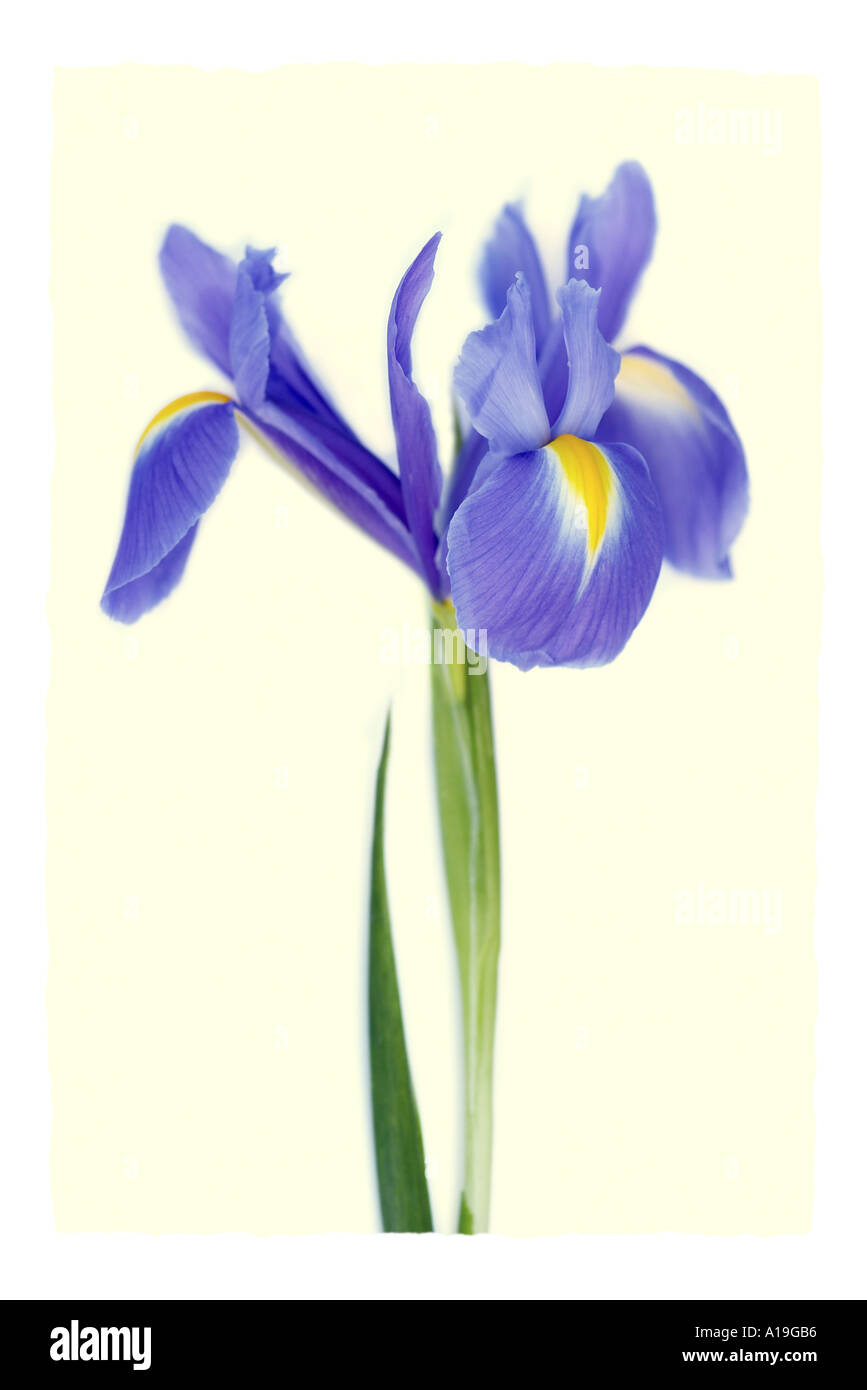 Iris Dutch Blue Magic Stock Photo - Alamy