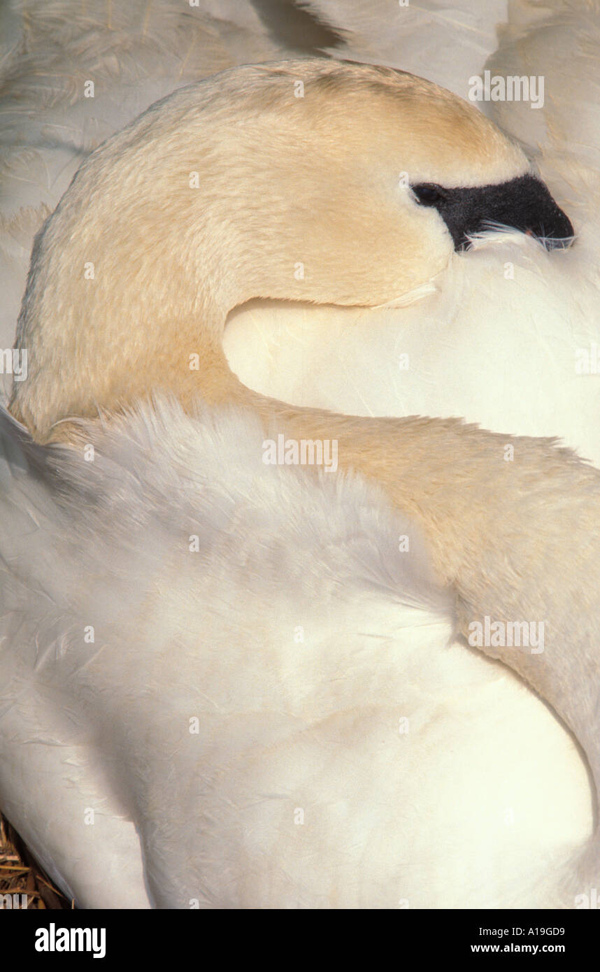 Mute Swan sleeping Stock Photo - Alamy