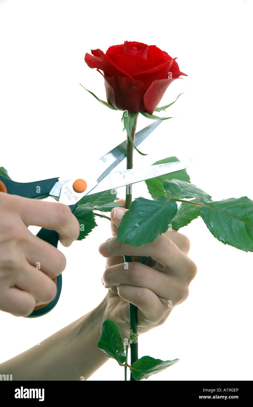 Cutting corners hi-res stock photography and images - Alamy