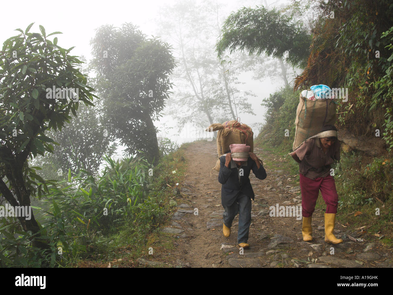 India West Bengal Himalaya range Darjeeling area Singalila trek Near ...