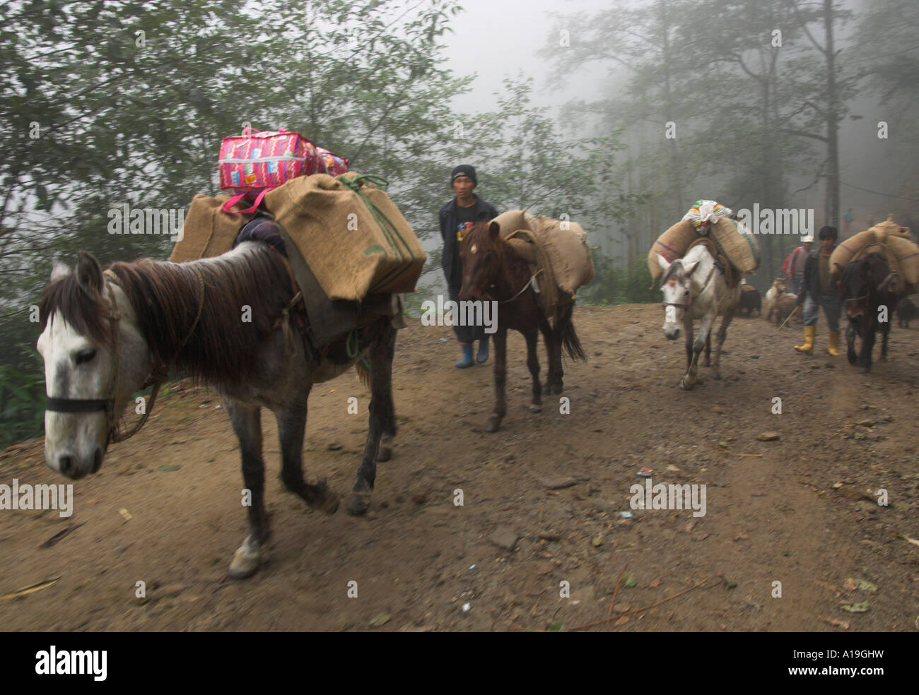 India West Bengal Himalaya range Darjeeling area Singalila trek Near ...