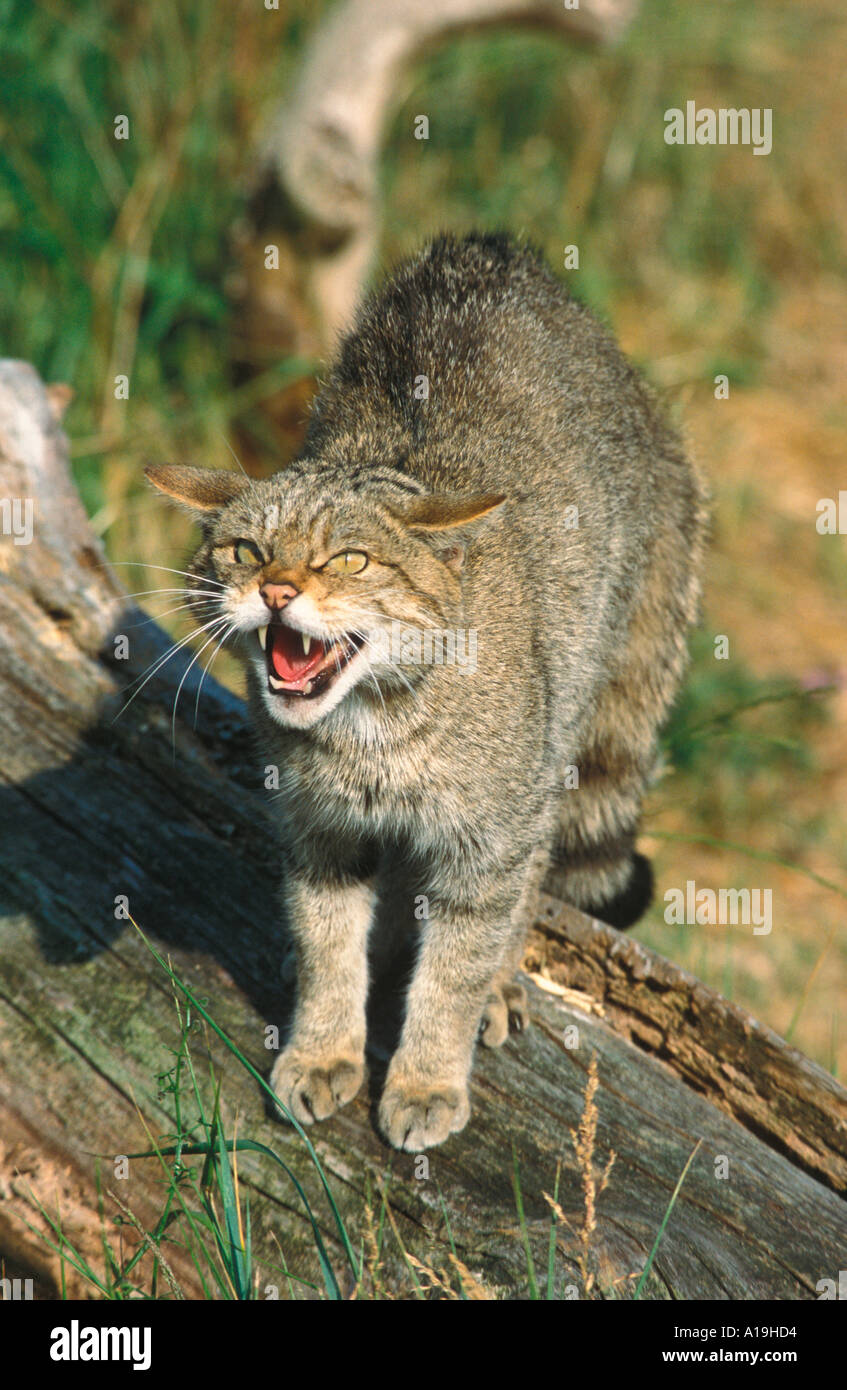 A hissing Wildcat Scotland Stock Photo - Alamy