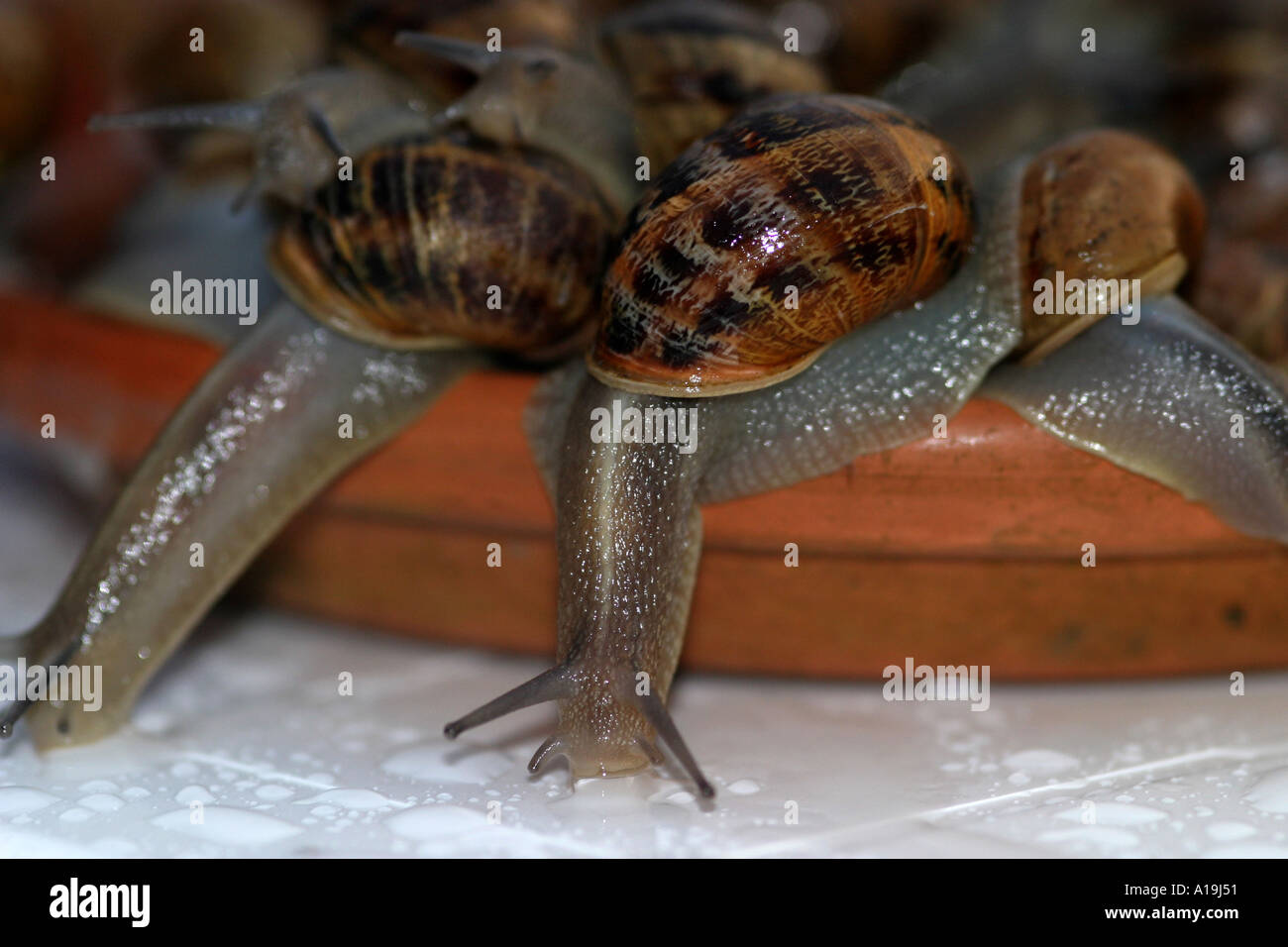 Snails eater hi-res stock photography and images - Alamy