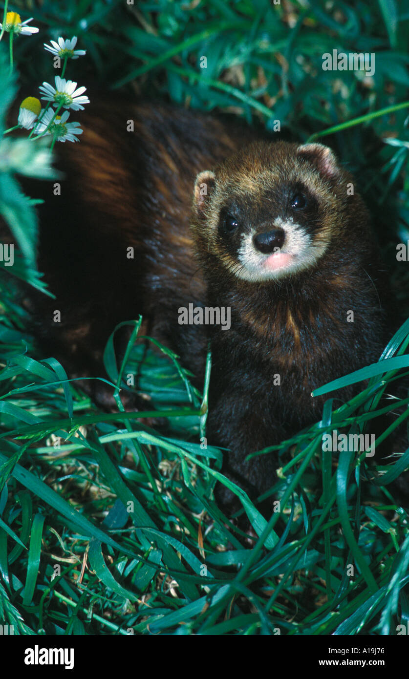 Western polecat hi-res stock photography and images - Alamy