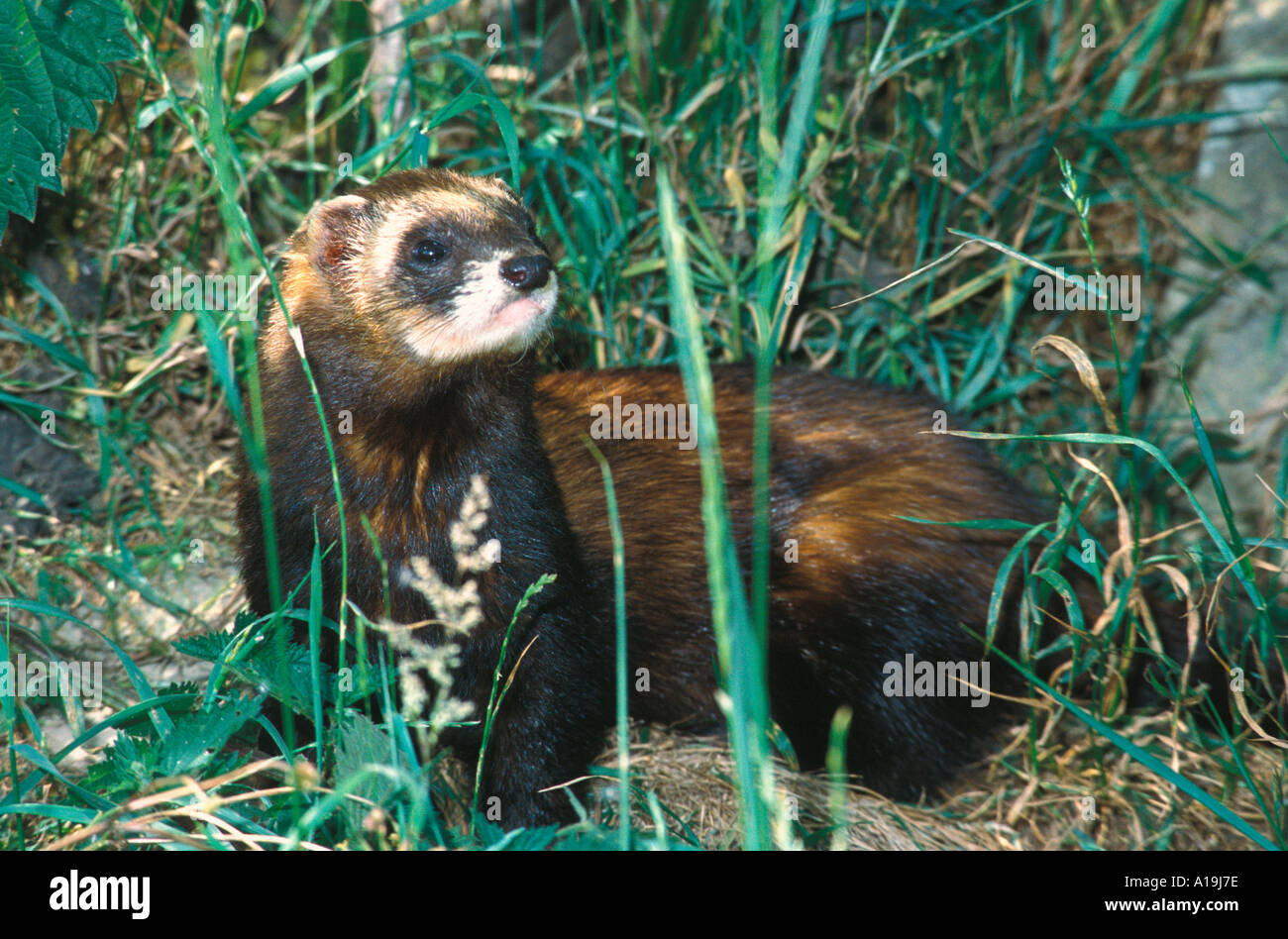 Western polecat hi-res stock photography and images - Alamy