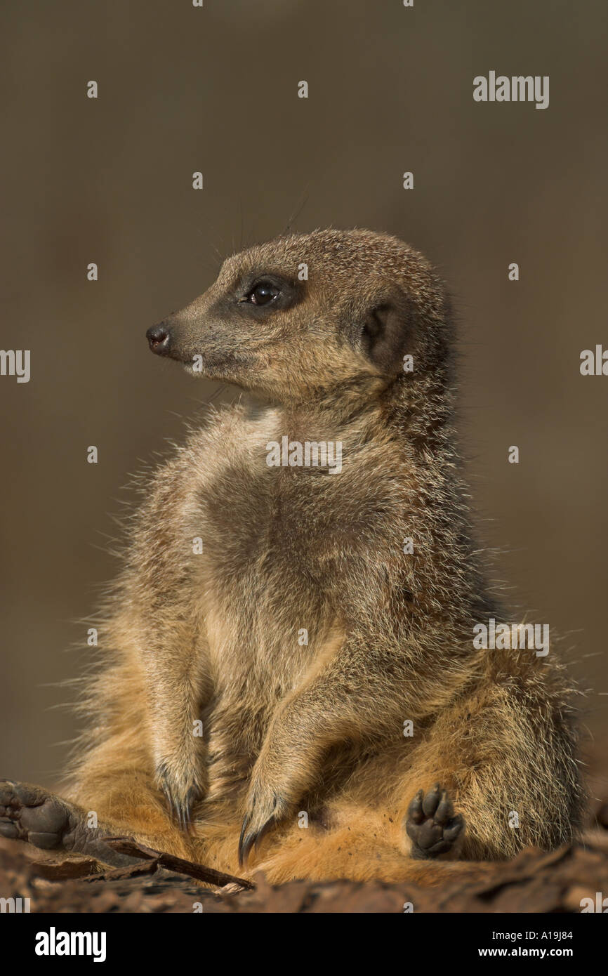 Meerkat Full pose portrait Stock Photo - Alamy
