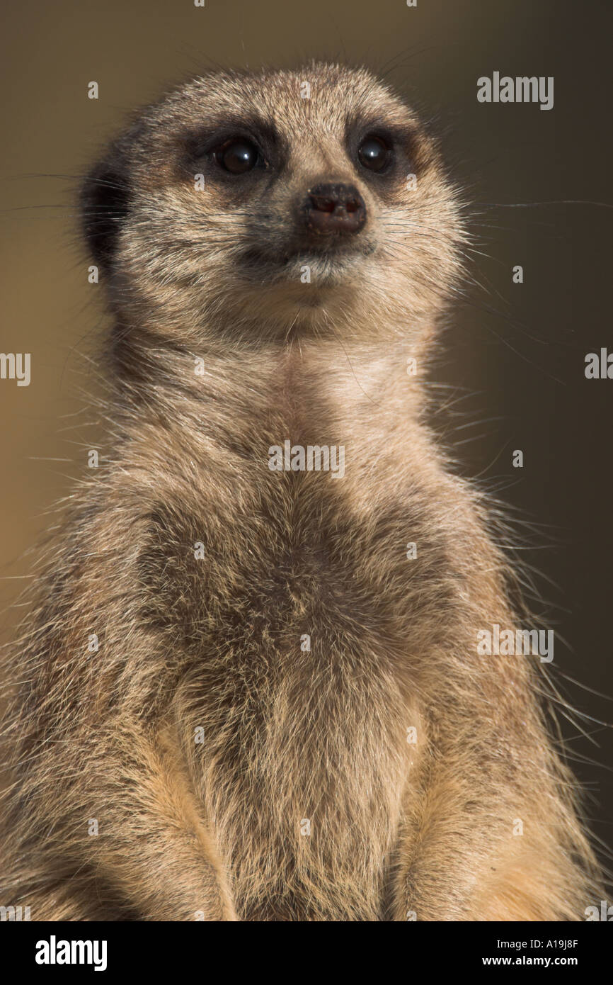 Meerkat insurance hi-res stock photography and images - Alamy