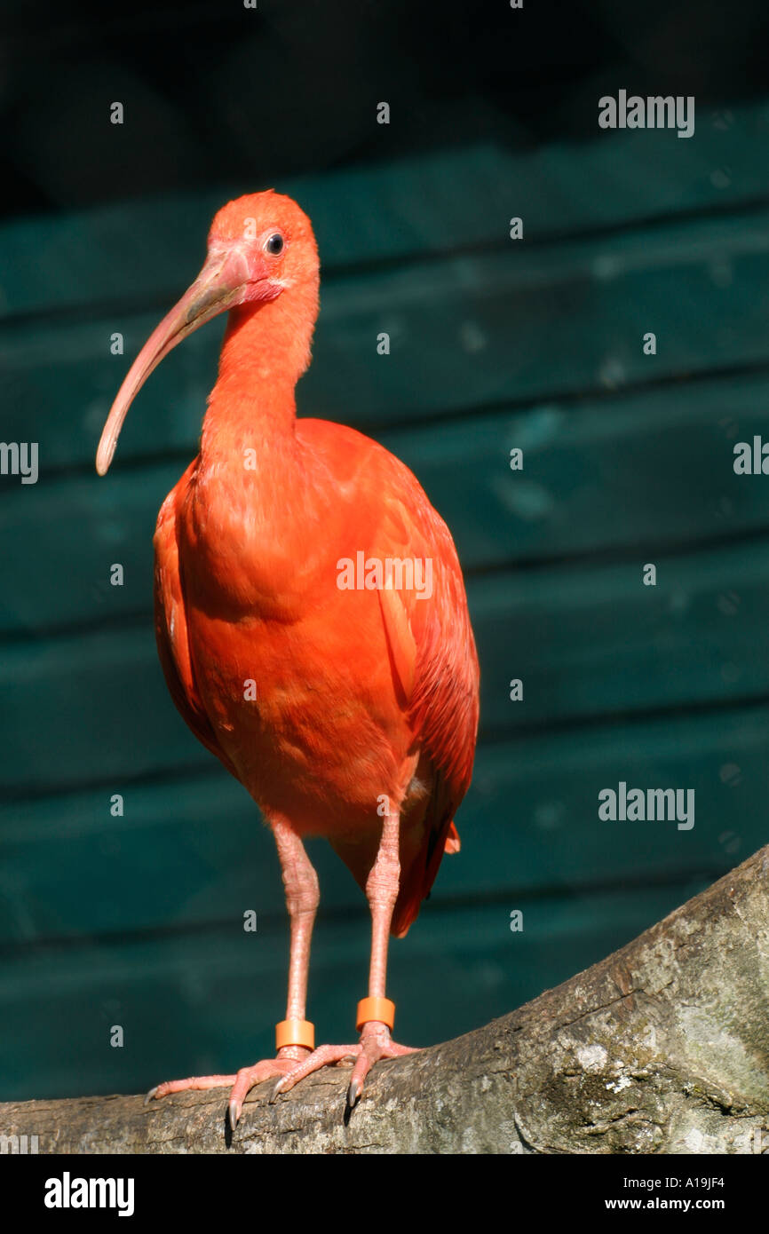 Scarlet Ibis Portrait style Stock Photo - Alamy