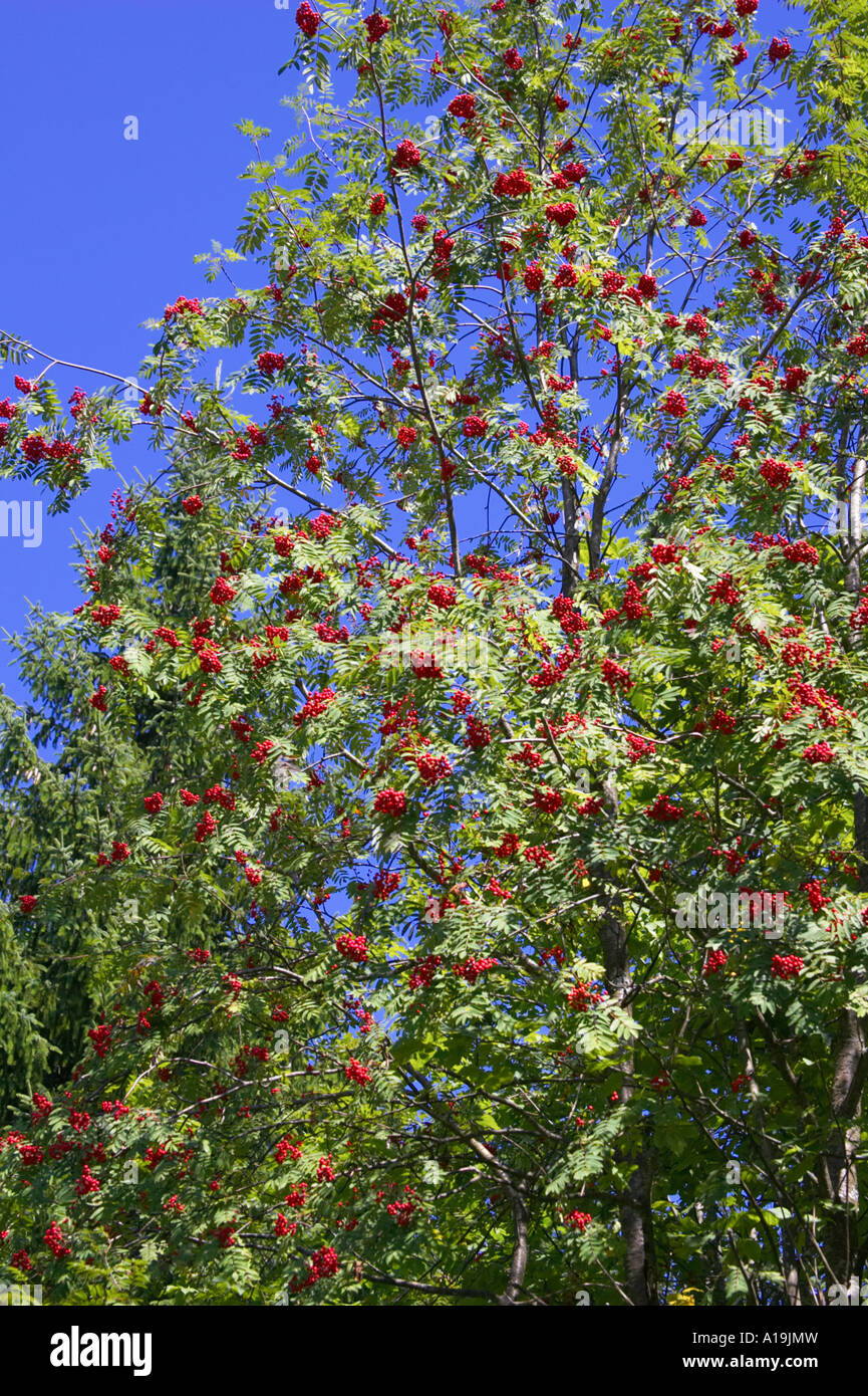 Vogelbeere plant hi-res stock photography and images - Alamy