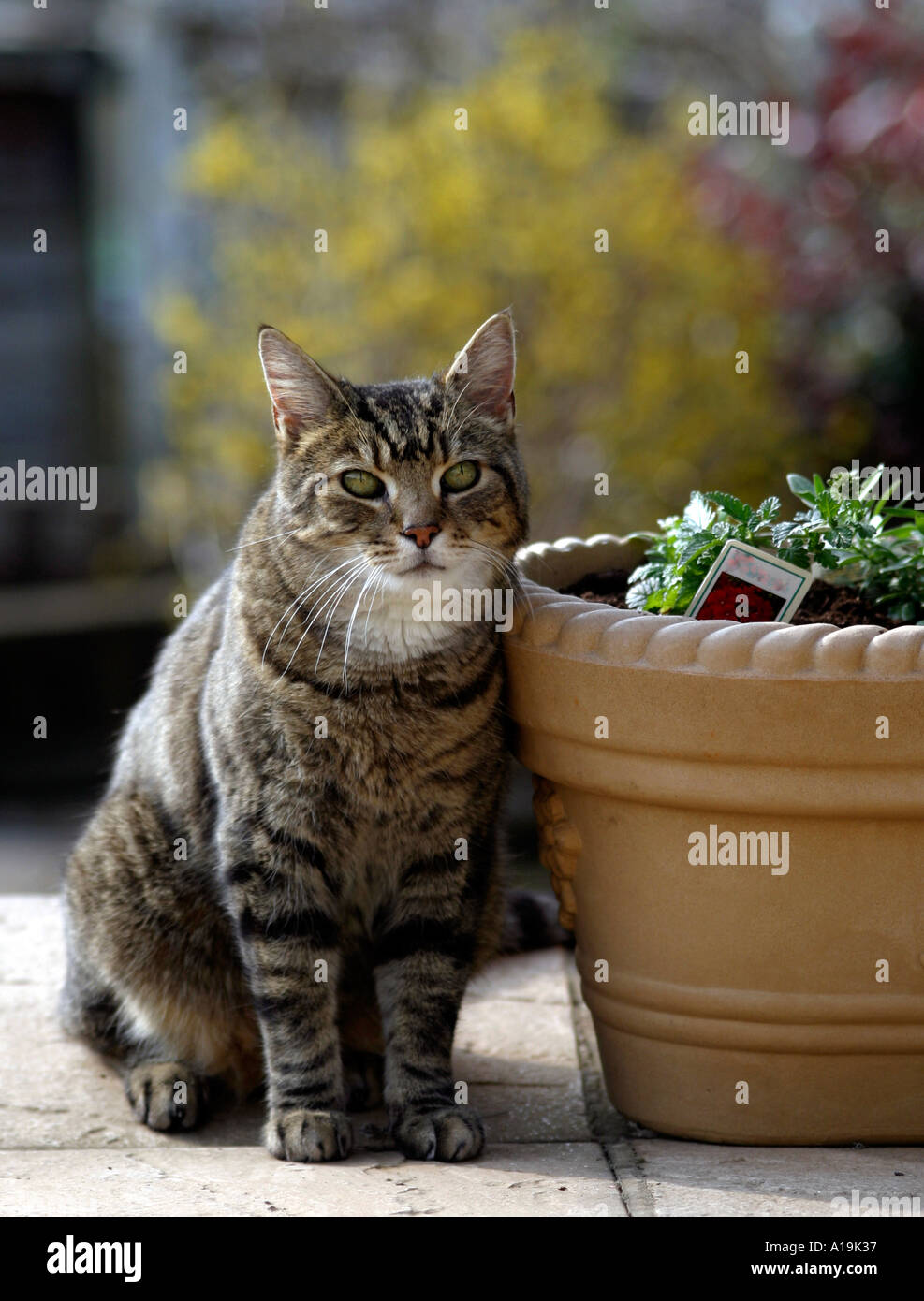 Cat with pot hi-res stock photography and images - Alamy