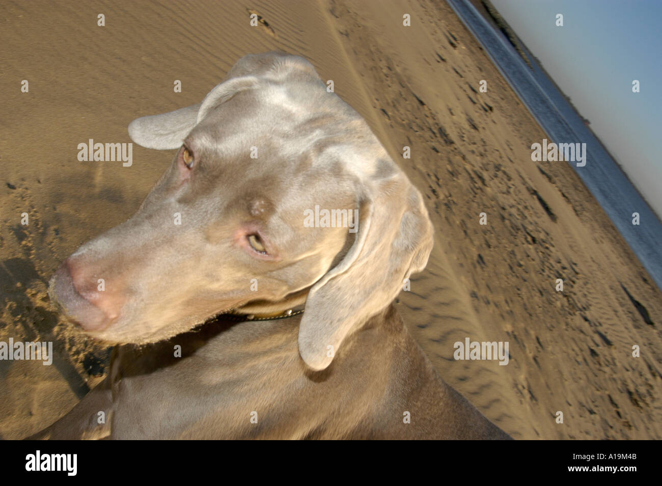 Cleo the dog hi-res stock photography and images - Alamy