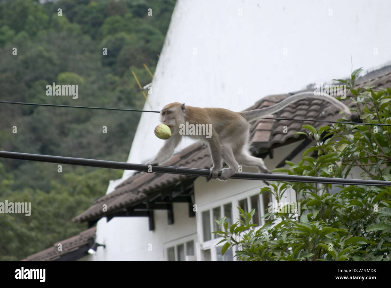 monkey running across telephone line with stolen mango in mouth Stock ...