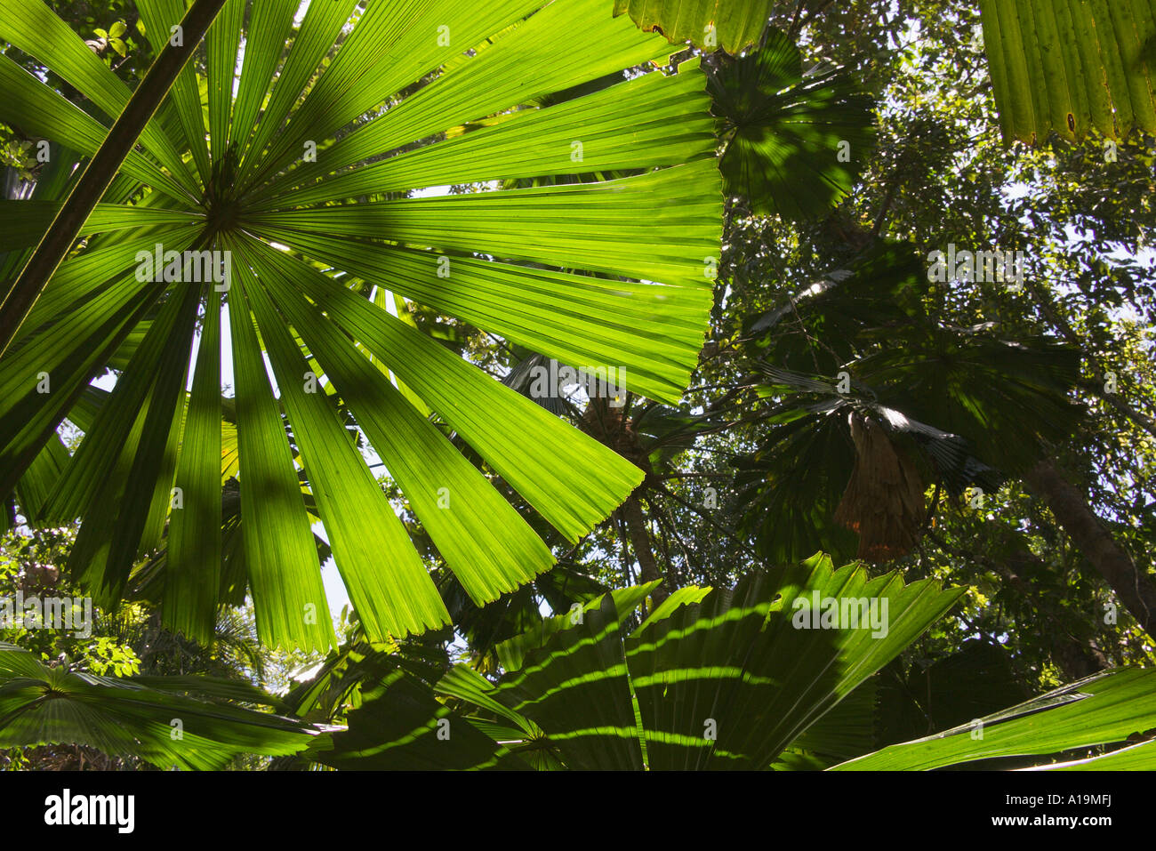 Fan palms in rainforest hi-res stock photography and images - Alamy