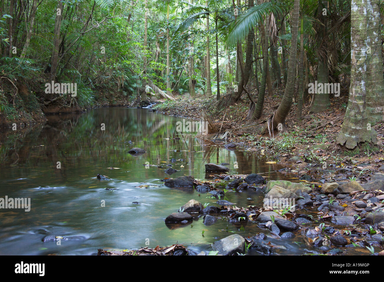 Rainforest and river Lacey Creek Mission Beach Queensland Australia ...