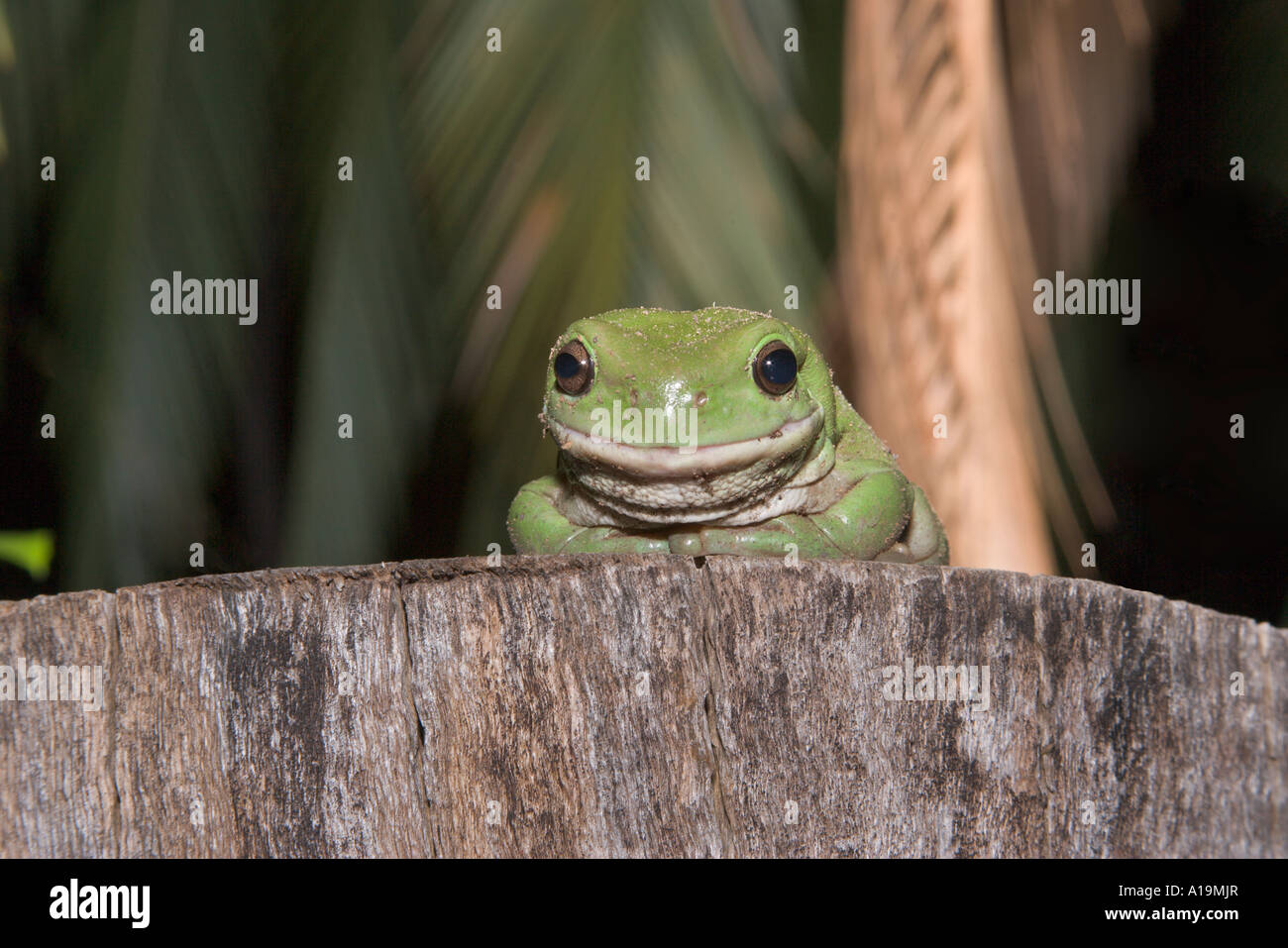 Green Tree Frog Litoria caerulea Stock Photo - Alamy