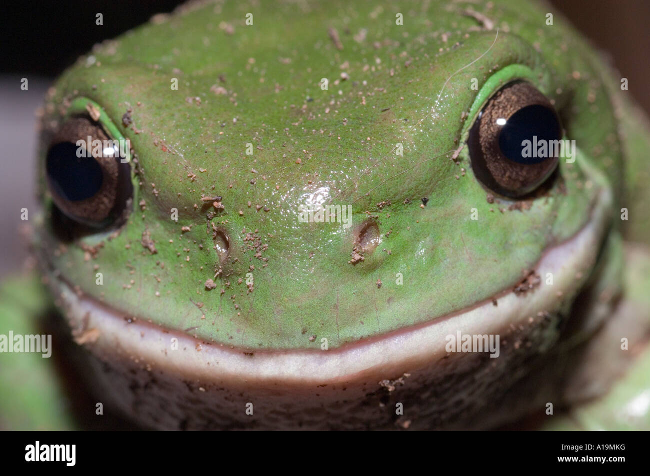 Green Tree Frog Litoria caerulea Stock Photo - Alamy